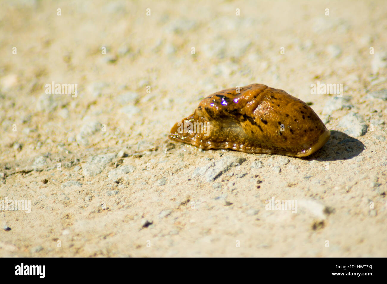 Snail leaving a trail hi-res stock photography and images - Alamy