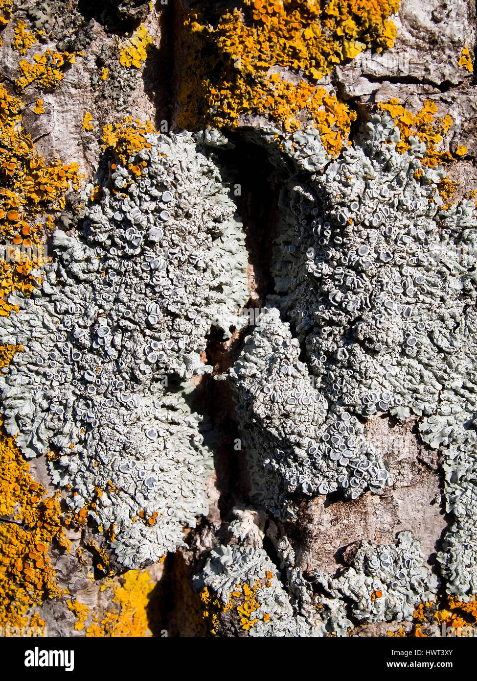tree bark with moss and lichen texture Stock Photo - Alamy