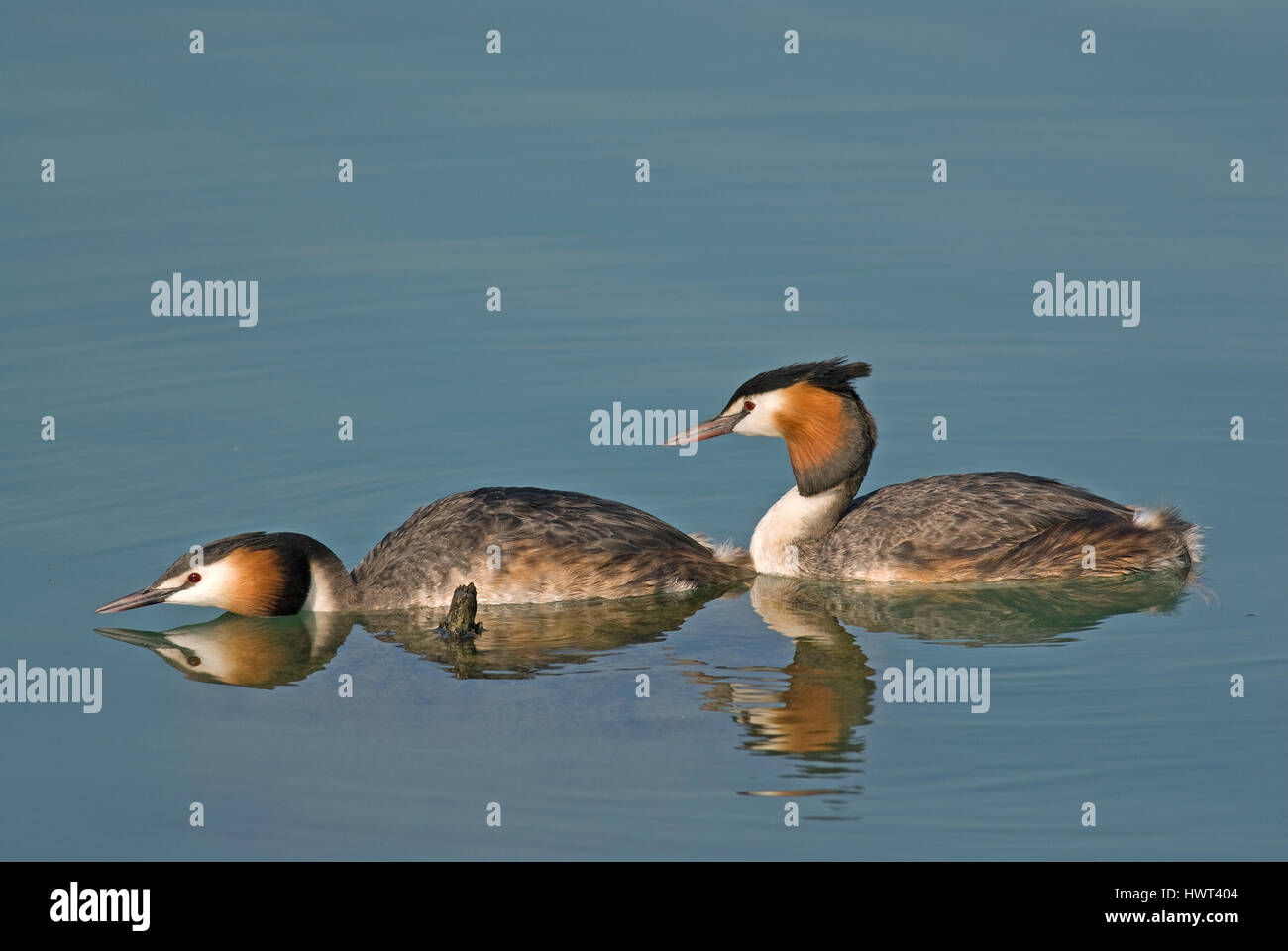 Couple of great crested grebes (Podiceps cristatus), courtship ritual ...