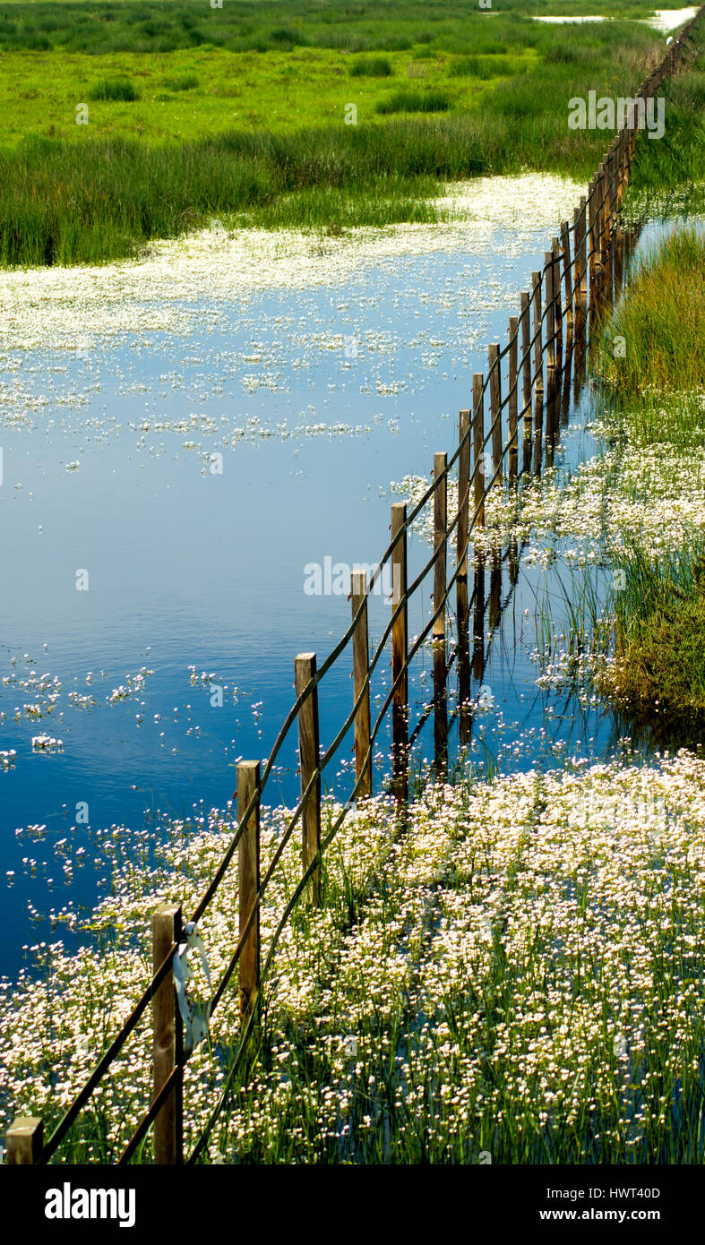 Beautiful landscape of a marsh with a fence Stock Photo - Alamy
