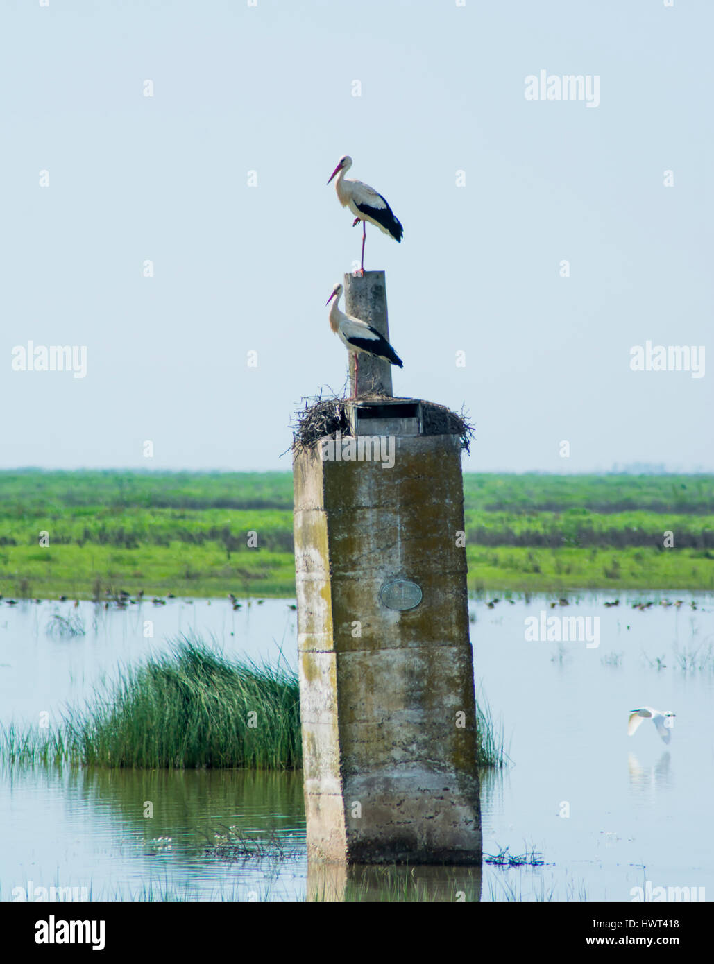 Beautiful landscape of a flooded marsh where there is a fireplace that ...