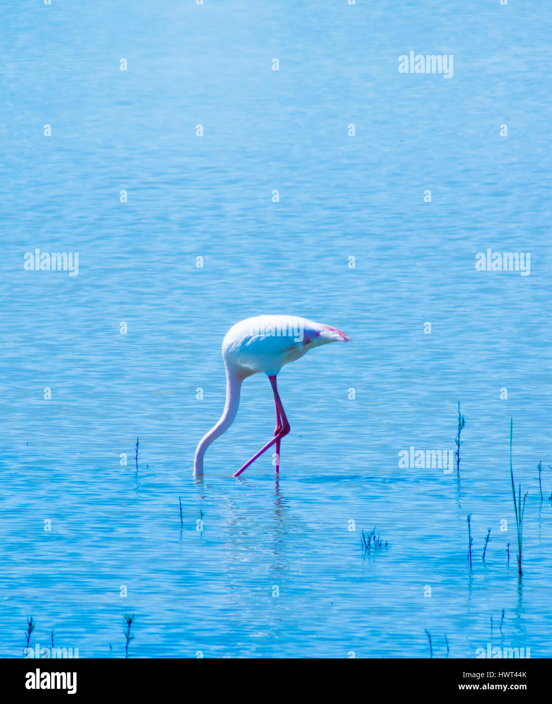 Beautiful landscape of a lagoon with flamingo birds Stock Photo - Alamy