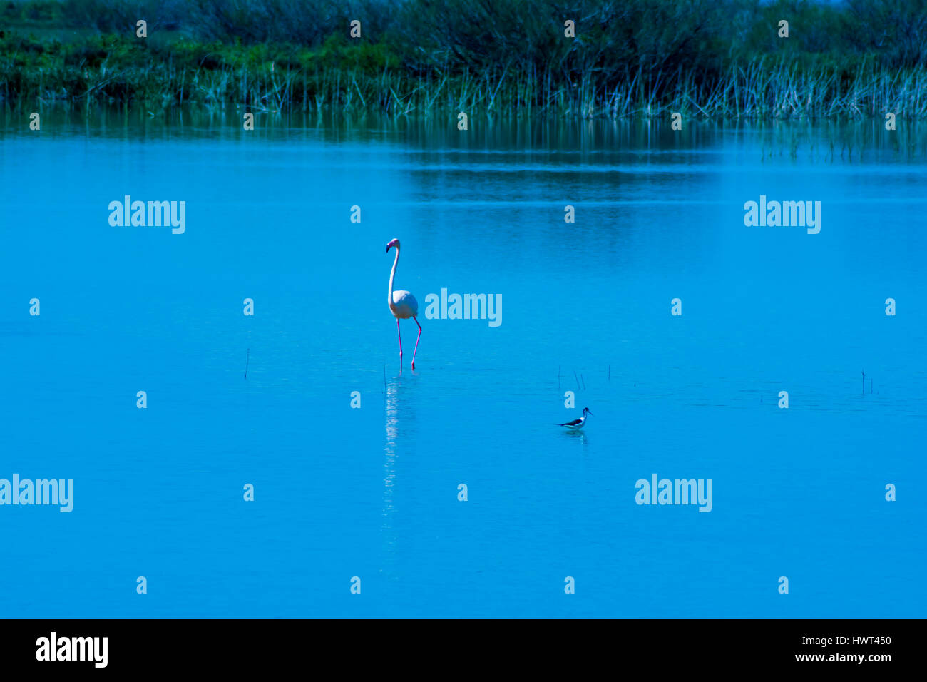 Beautiful landscape of a lagoon with flamingo birds Stock Photo - Alamy
