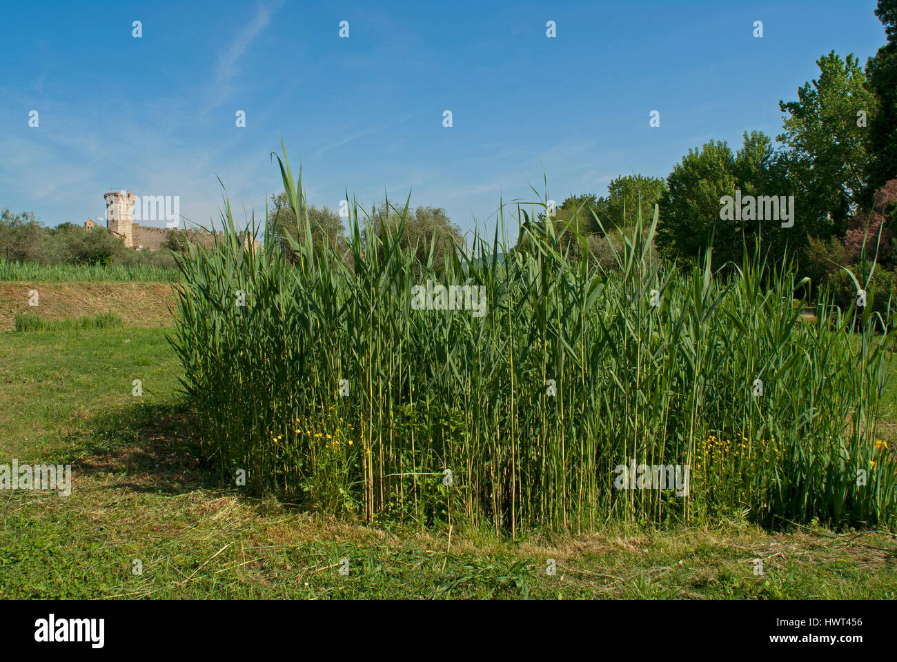 Rushes and medieval castle in the background, Isola Polvese, Lake ...