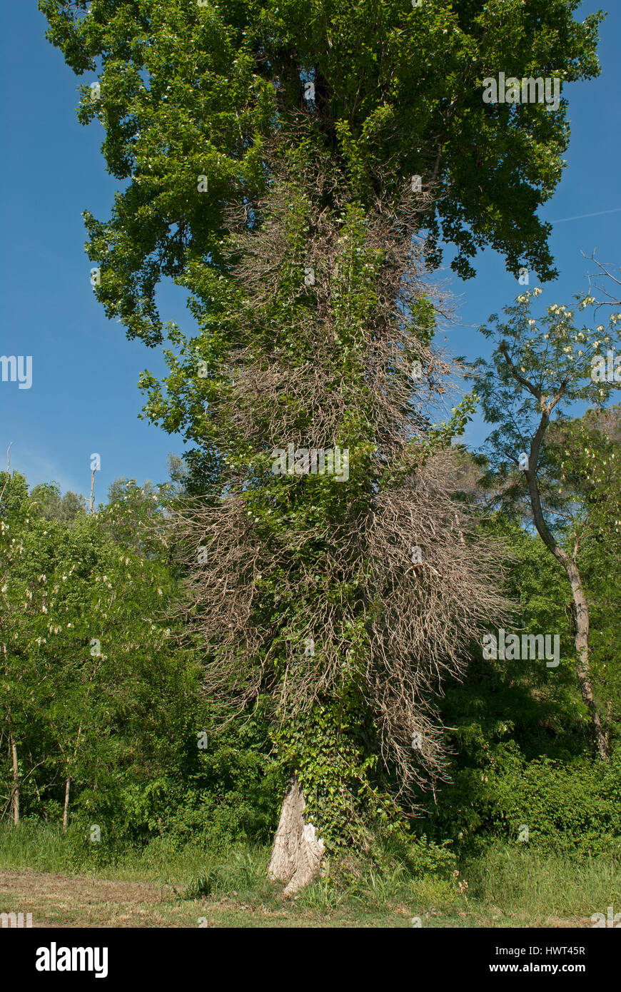 Ivy (Hedera helix) growing on a tree at Isola Polvese, Lake Trasimeno ...
