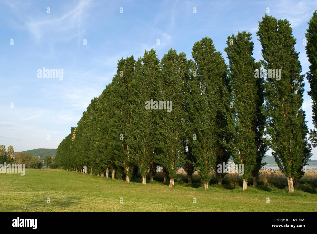 Row of Lombardy poplars (Populus nigra italica), Isola Polvese, Lake ...
