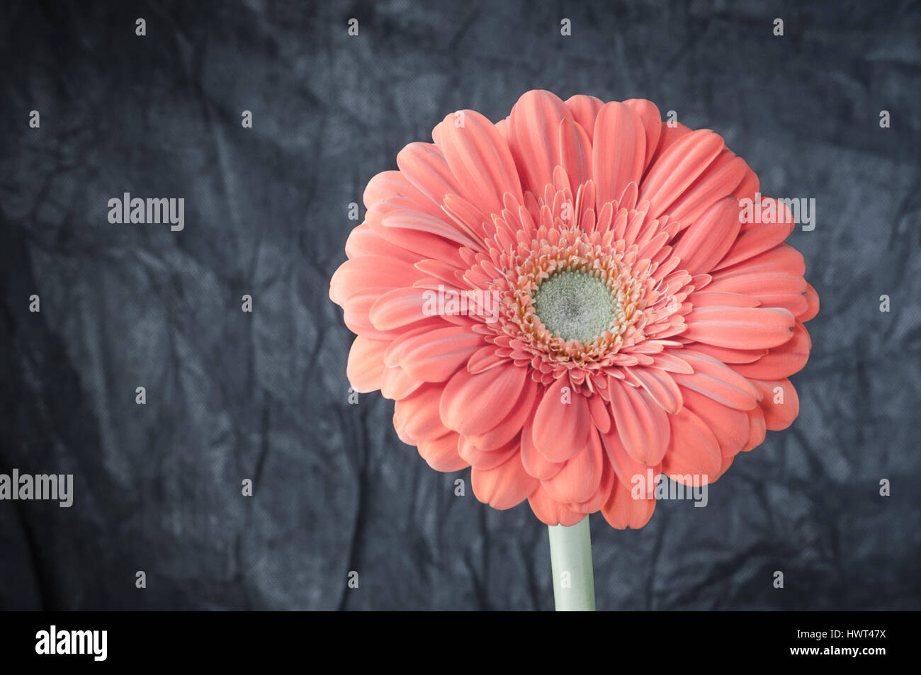Beautiful flower in bloom Stock Photo - Alamy