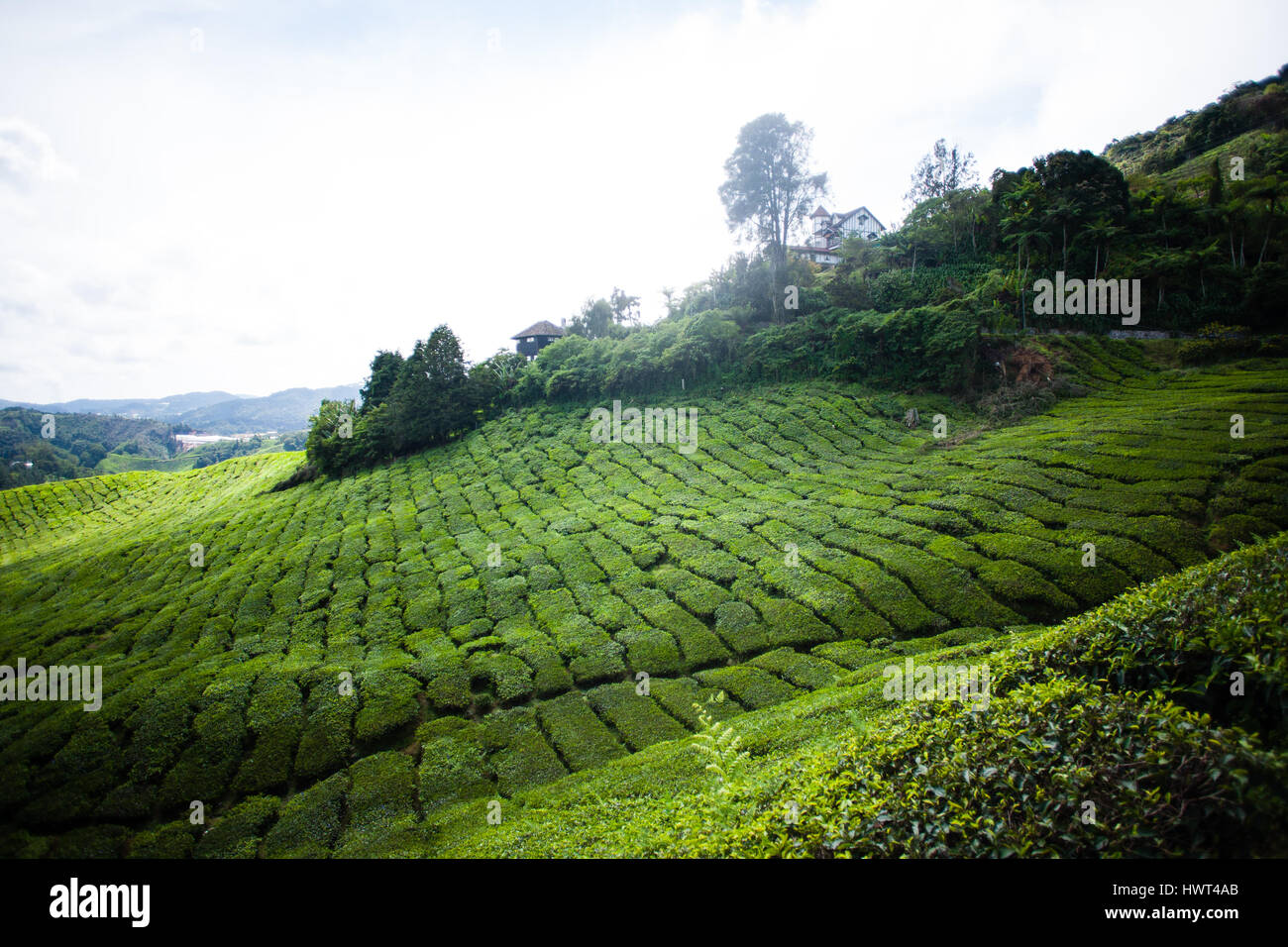 Tea plantations in Cameron Highlands, Malaysia. Green hills landscape ...