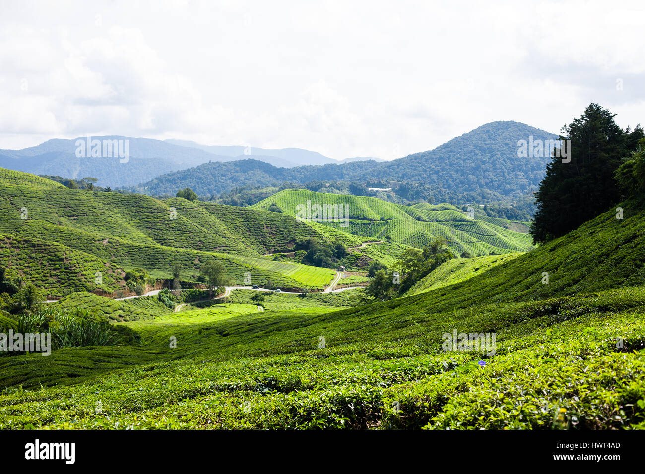 Tea plantations in Cameron Highlands, Malaysia. Green hills landscape ...