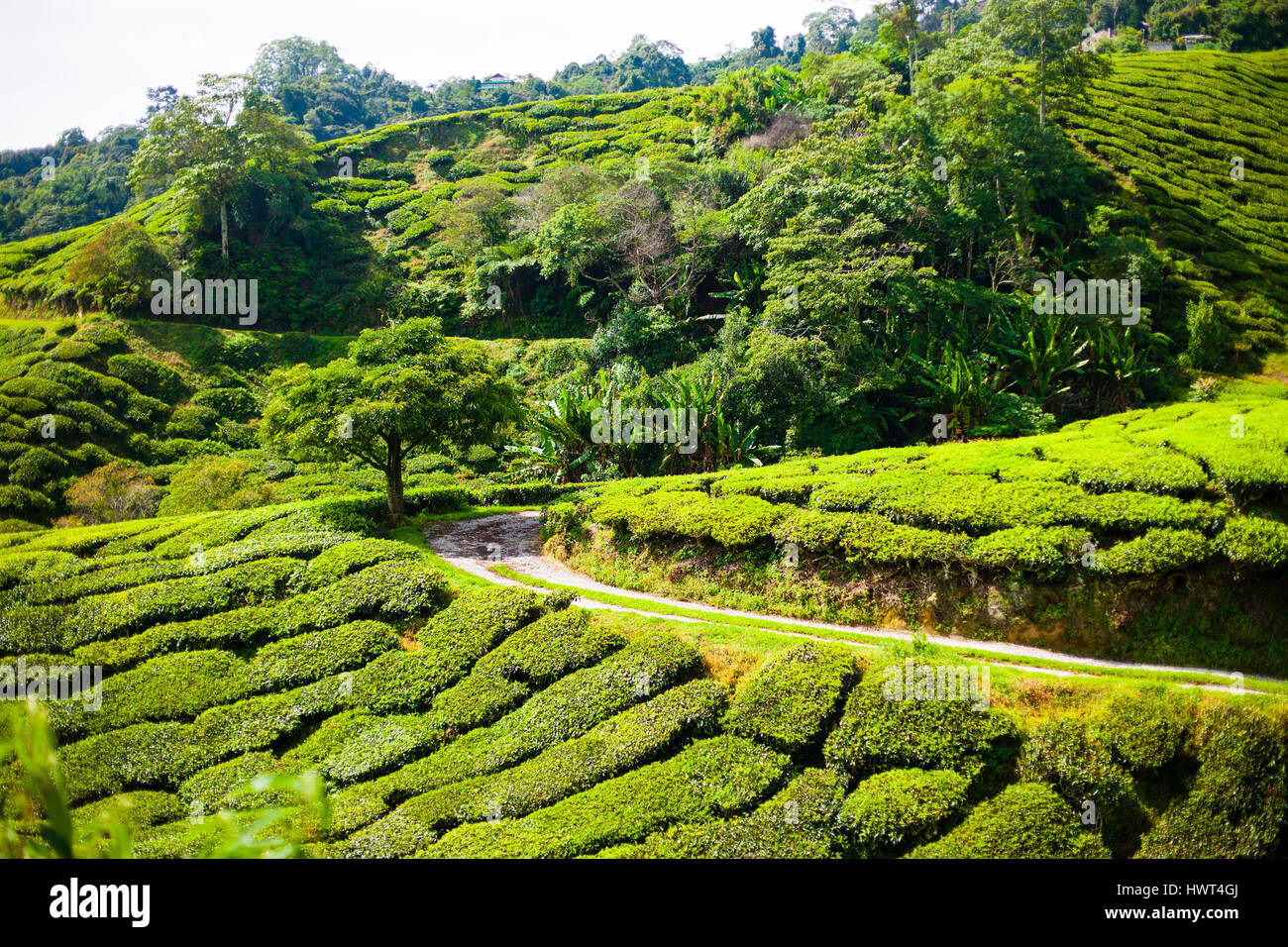 Tea plantations in Cameron Highlands, Malaysia. Green hills landscape ...