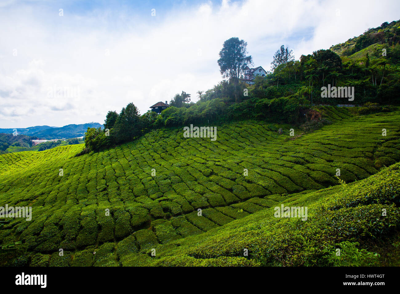 Tea plantations in Cameron Highlands, Malaysia. Green hills landscape ...