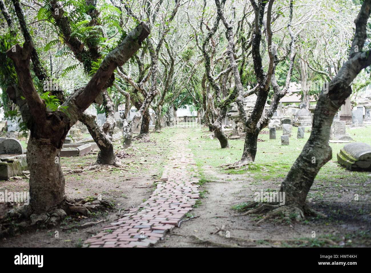 Tombstones between trees. Green Cemetery in Malaysia Stock Photo - Alamy
