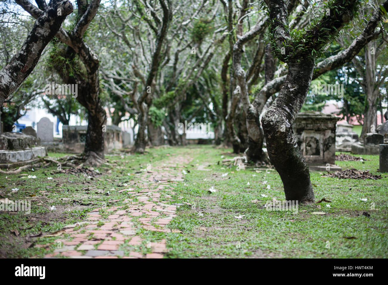 Tombstones between trees. Green Cemetery in Malaysia Stock Photo - Alamy