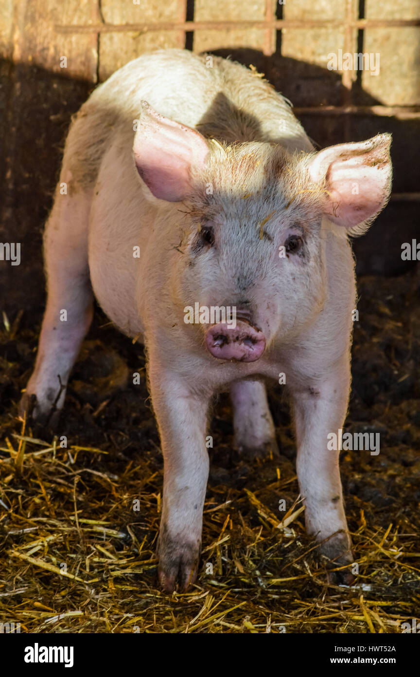 Hiding piglet hi-res stock photography and images - Alamy