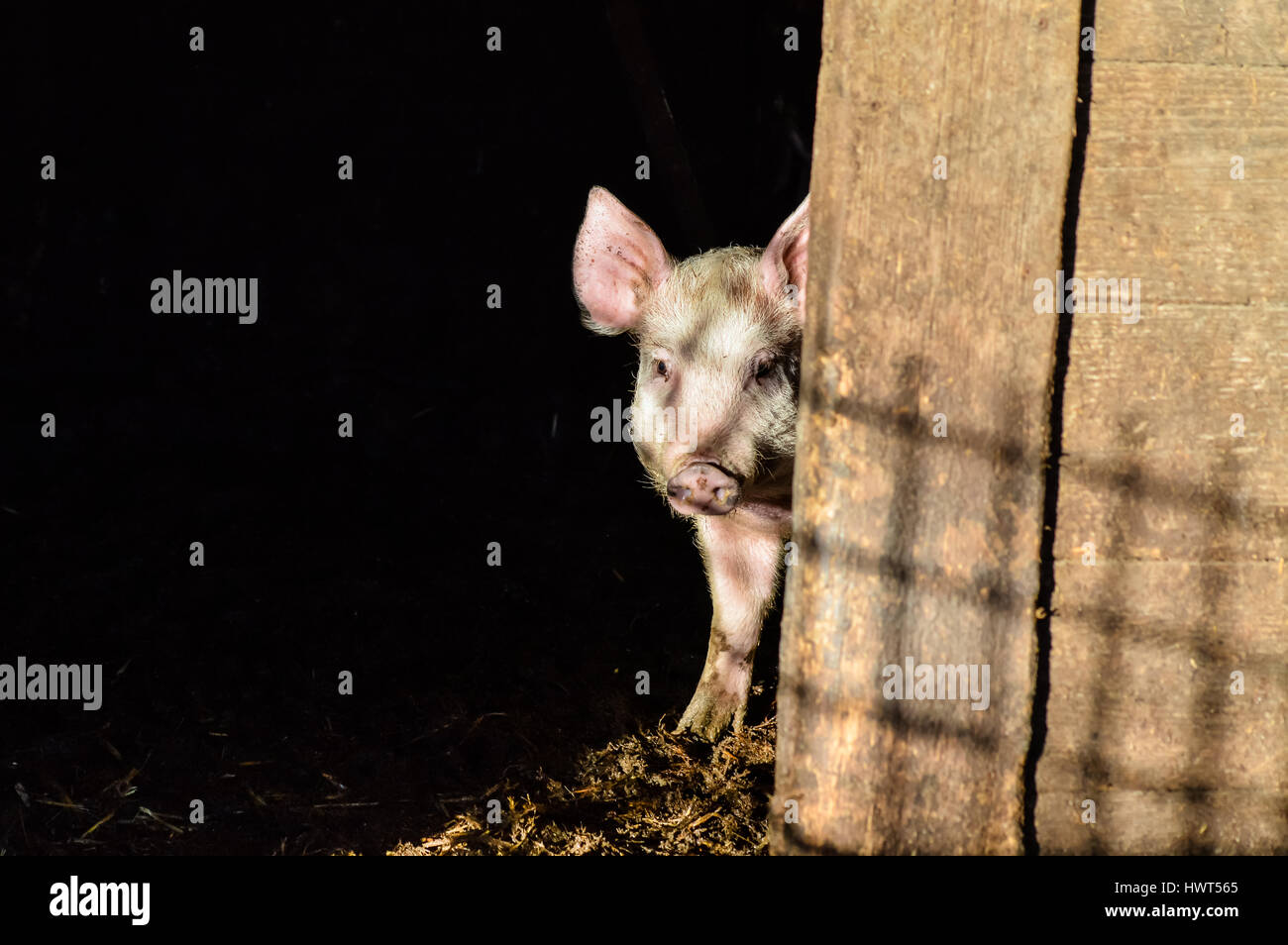 Little dirty curious piglet hiding in the shadow closeup Stock Photo ...