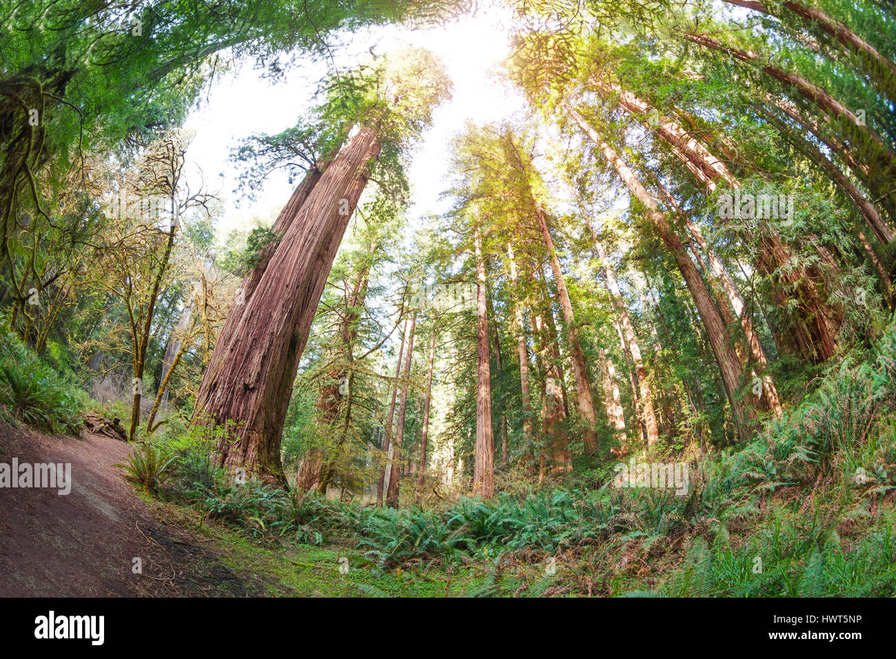 Path through the huge sequoia trees in California Stock Photo - Alamy