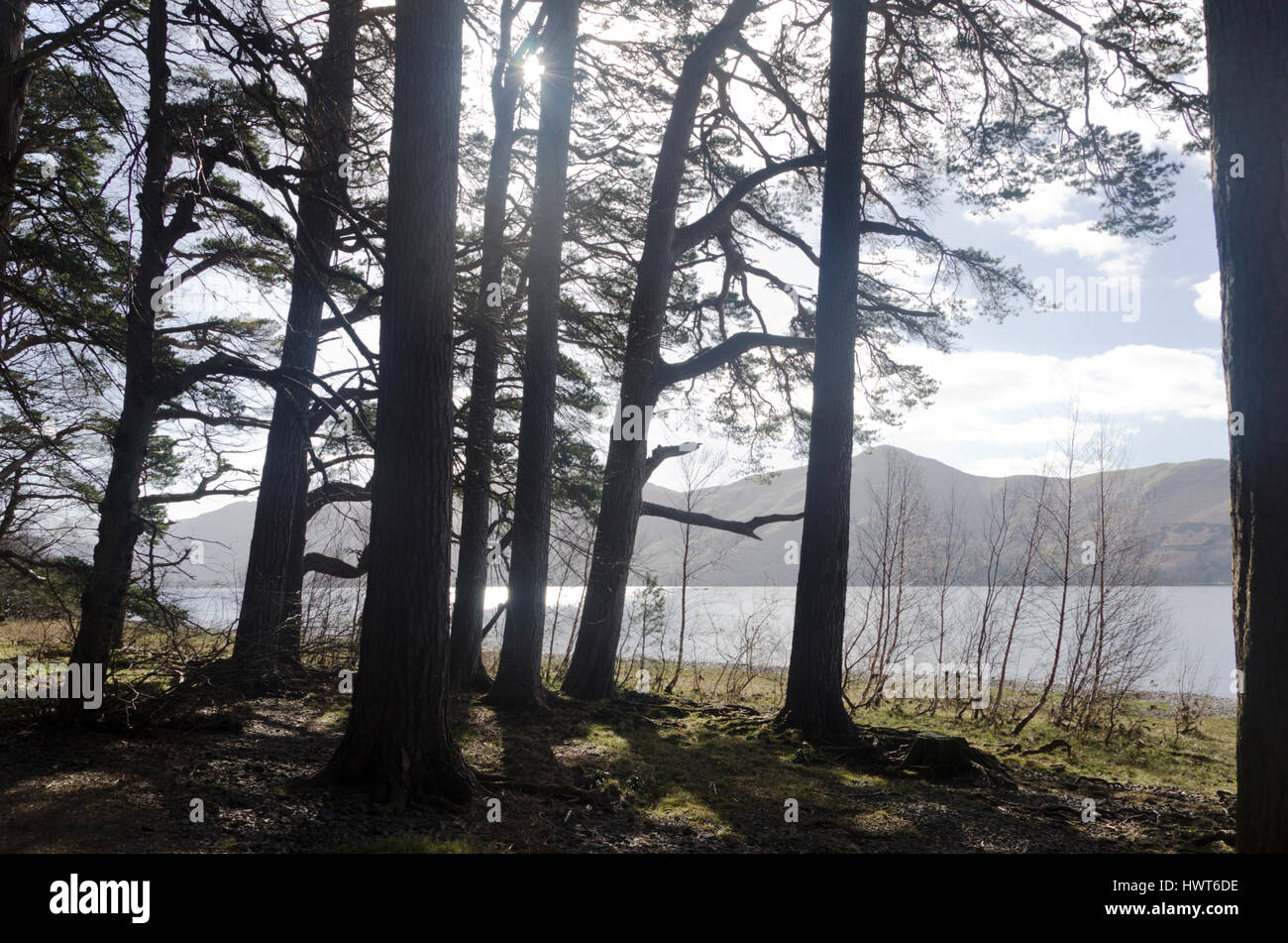 Trees on the shore of Calfcose Bay, Derwentwater, Lake District ...