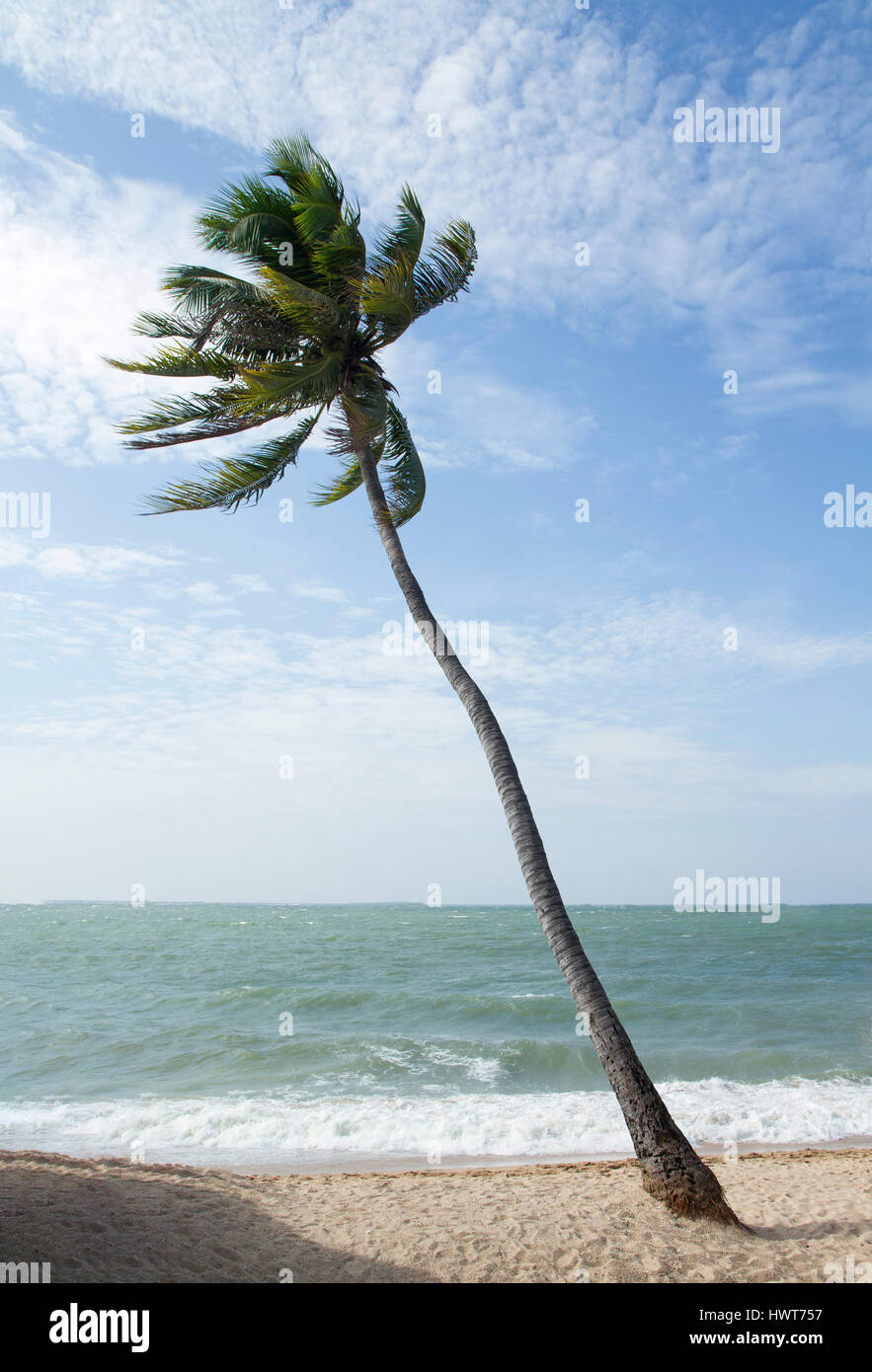 Tropical beach and coconut tree Stock Photo - Alamy