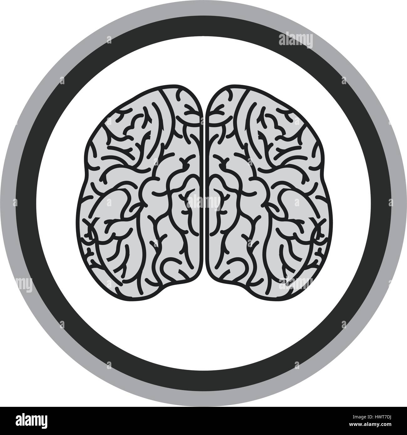 brain organ human icon Stock Vector Image & Art - Alamy