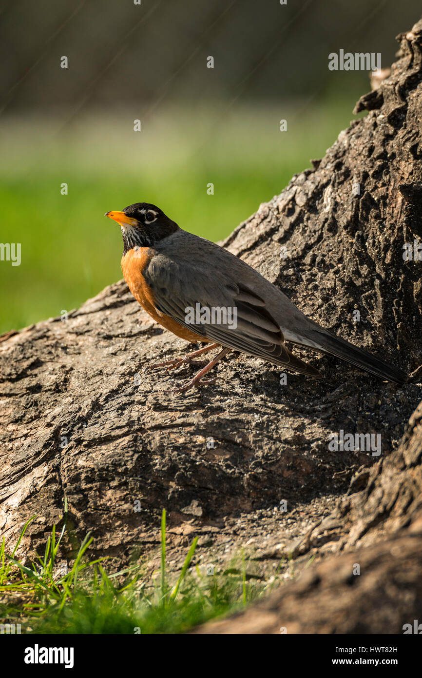 American robin and spring hi-res stock photography and images - Alamy