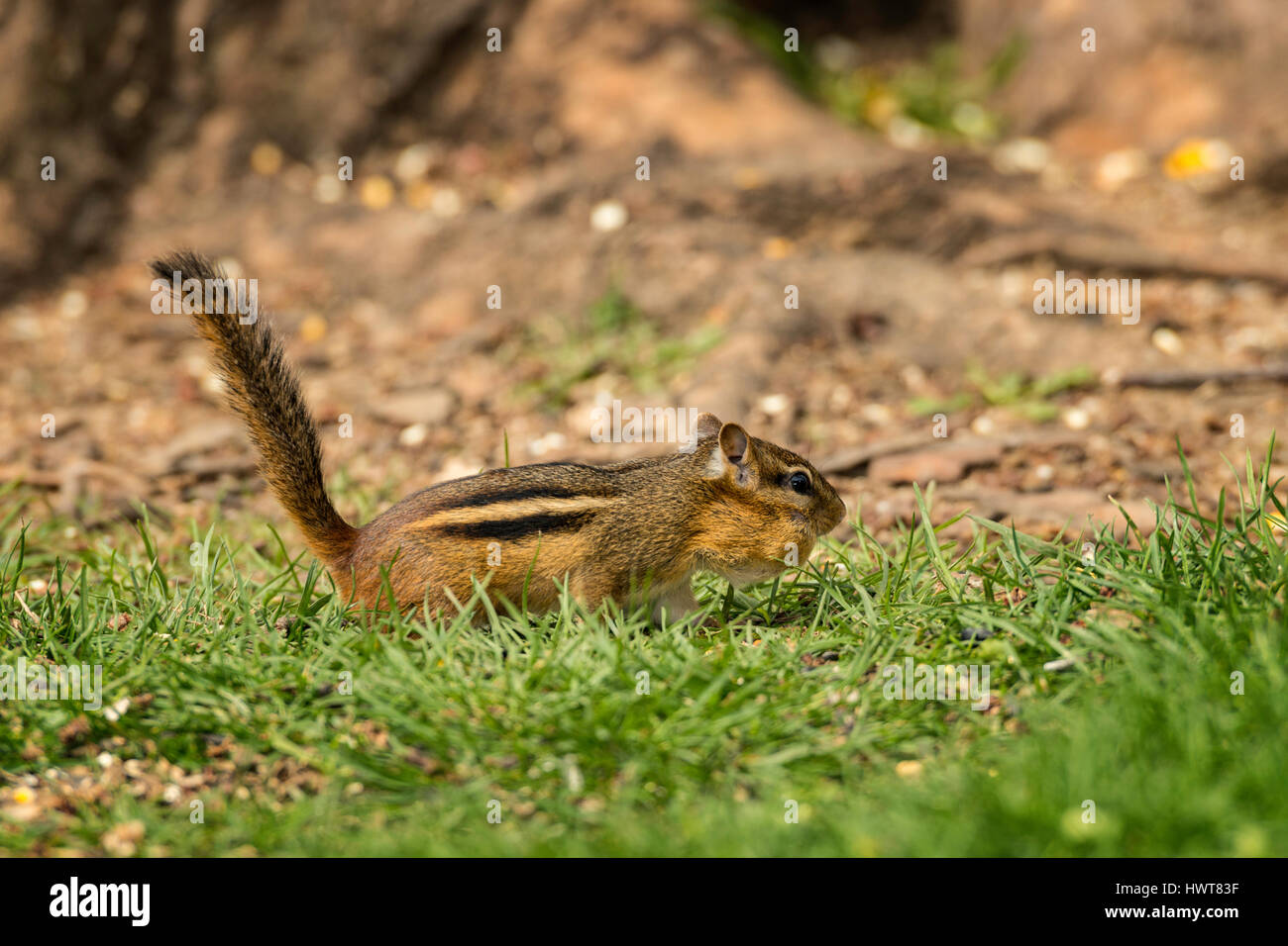 Eastern Chipmunk foraging for seeds Stock Photo - Alamy