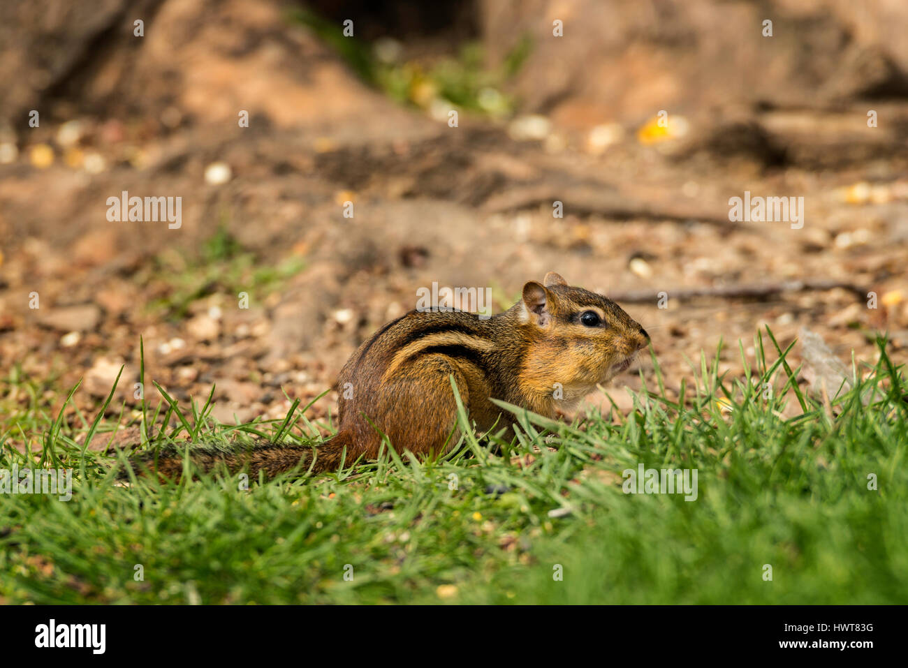 Chipmunk seeds hi-res stock photography and images - Alamy