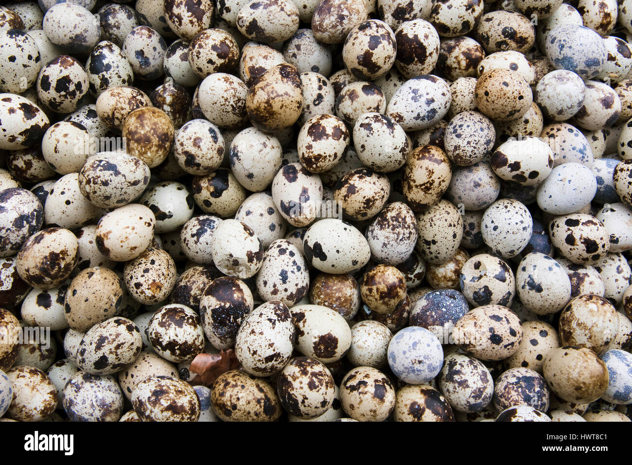 Quail eggs on the market, Hoi An, Vietnam Stock Photo - Alamy