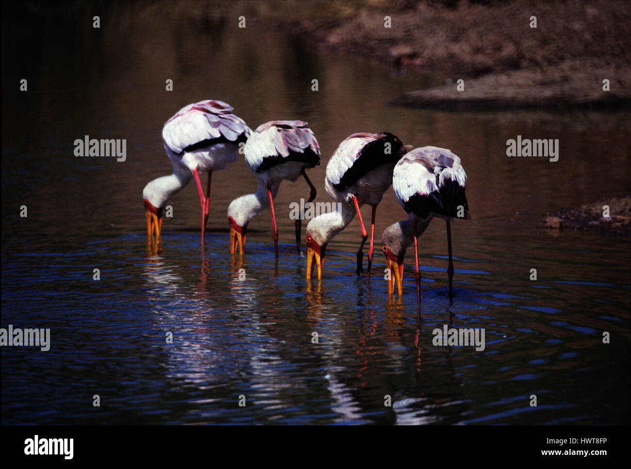 Yellow billed stork fishing at Hyena Dam near Talek gate, Masai Mara ...