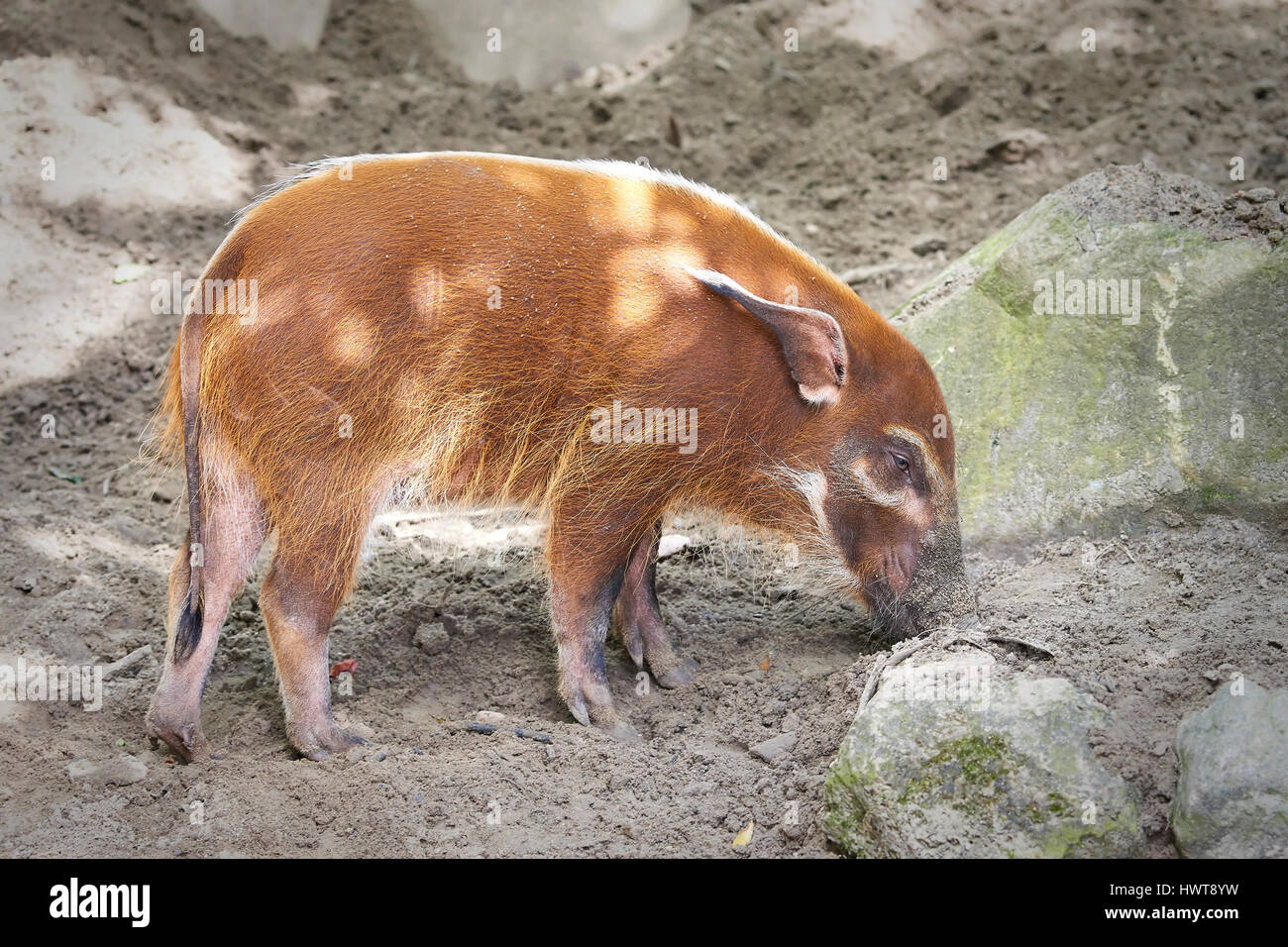 Red river hog looking for food in its habitat Stock Photo - Alamy
