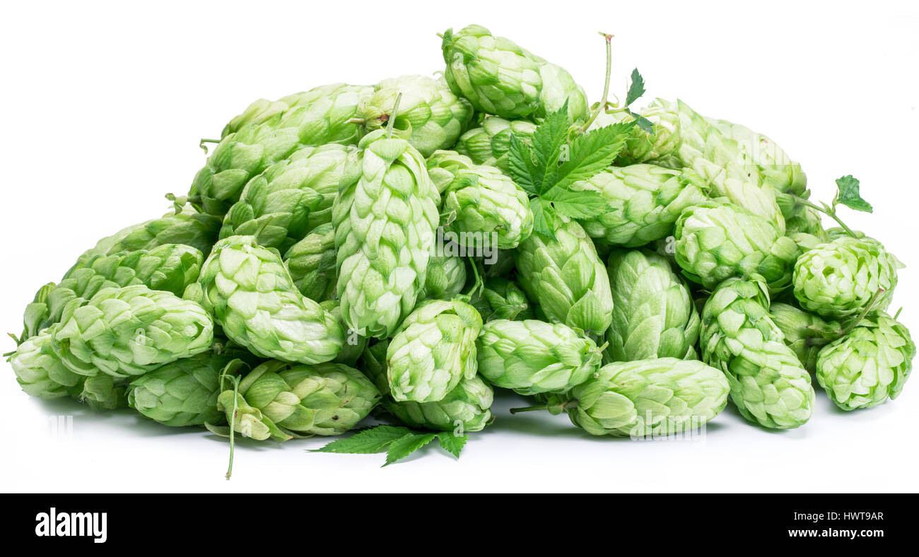 Hop cones. Isolated on white background Stock Photo - Alamy