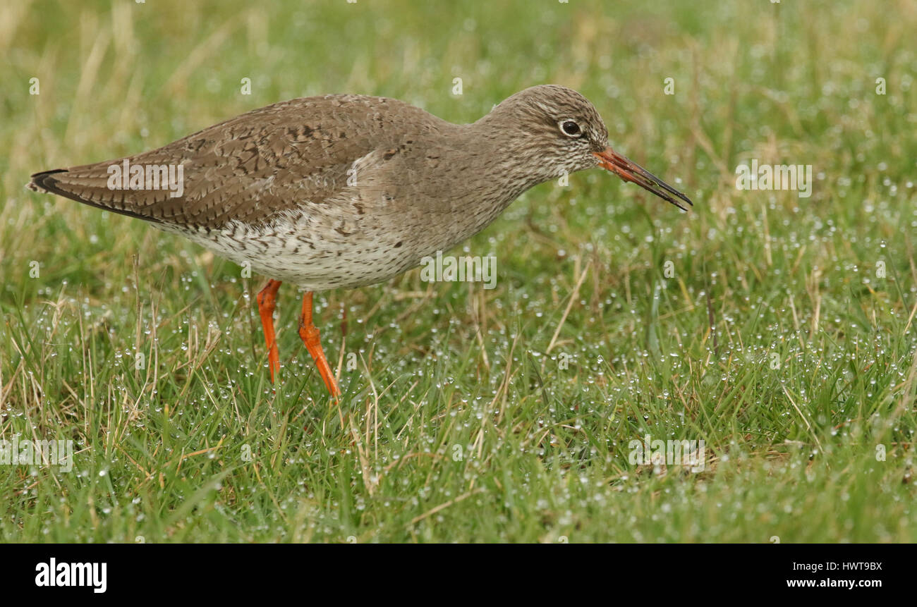 A beautiful Redshank (Tringa totanus) hunting for food Stock Photo - Alamy