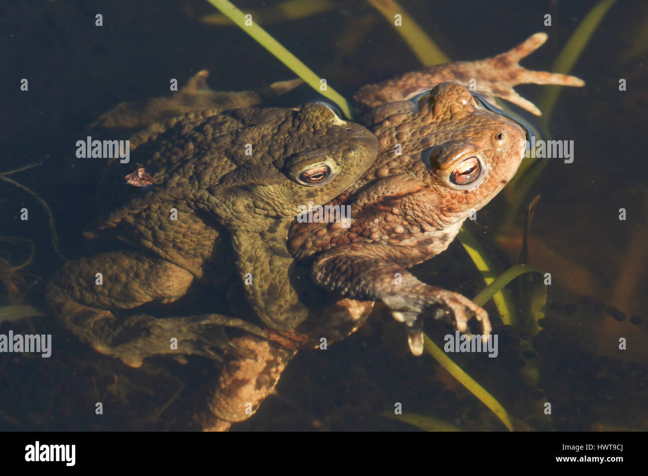 British toads hi-res stock photography and images - Alamy