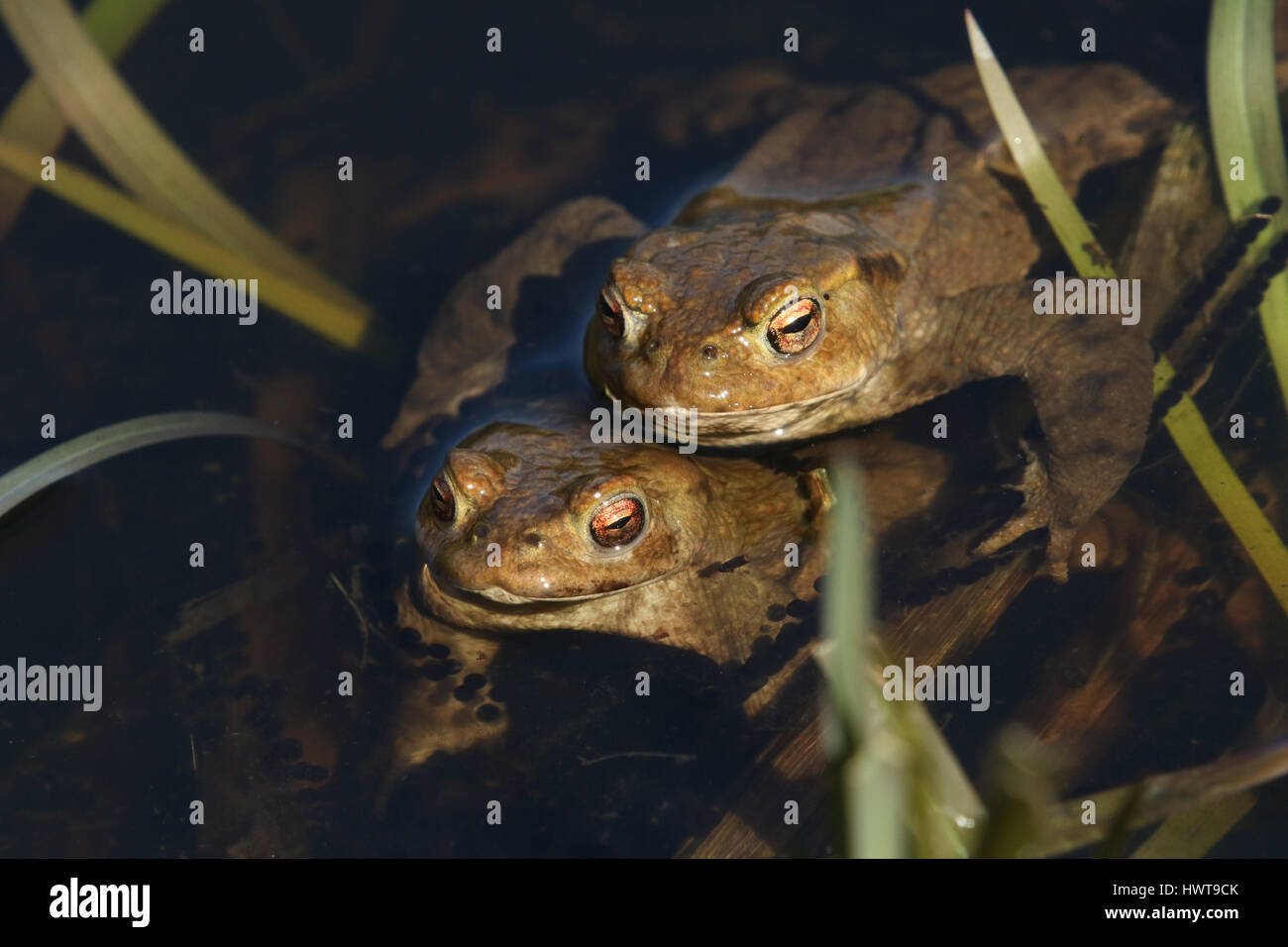 British toads hi-res stock photography and images - Alamy