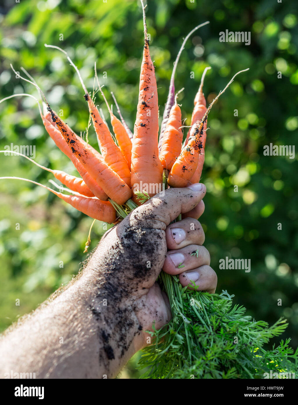 Gardenig hi-res stock photography and images - Alamy