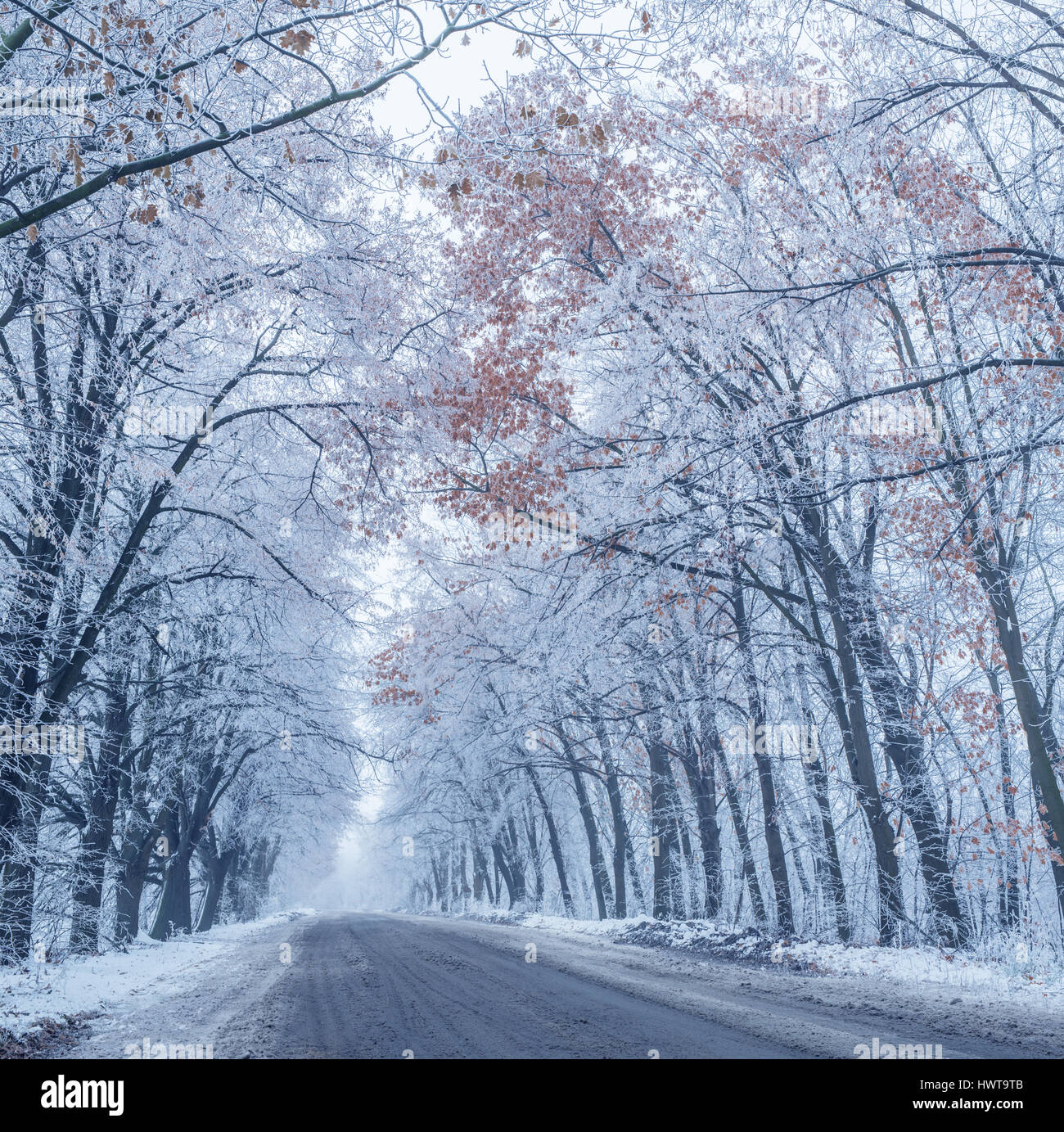 Frost covered hops hi-res stock photography and images - Alamy