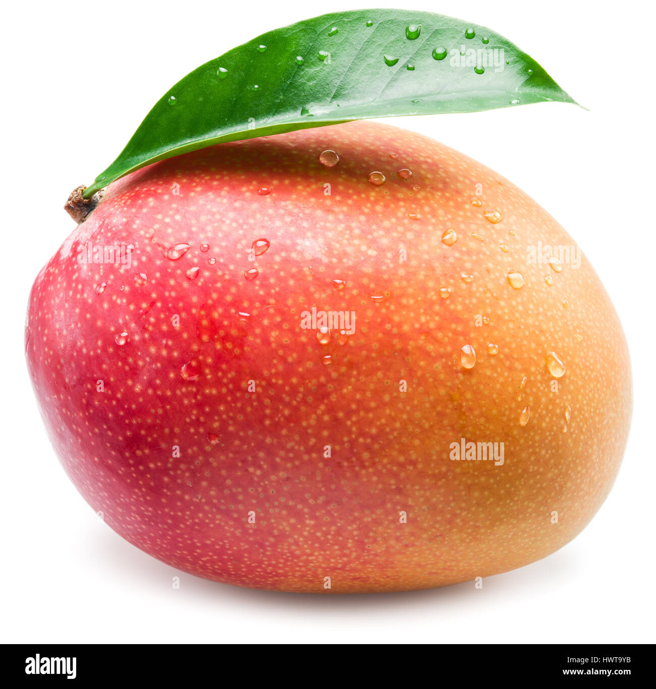 Mango fruit with water drops. Isolated on a white background Stock ...
