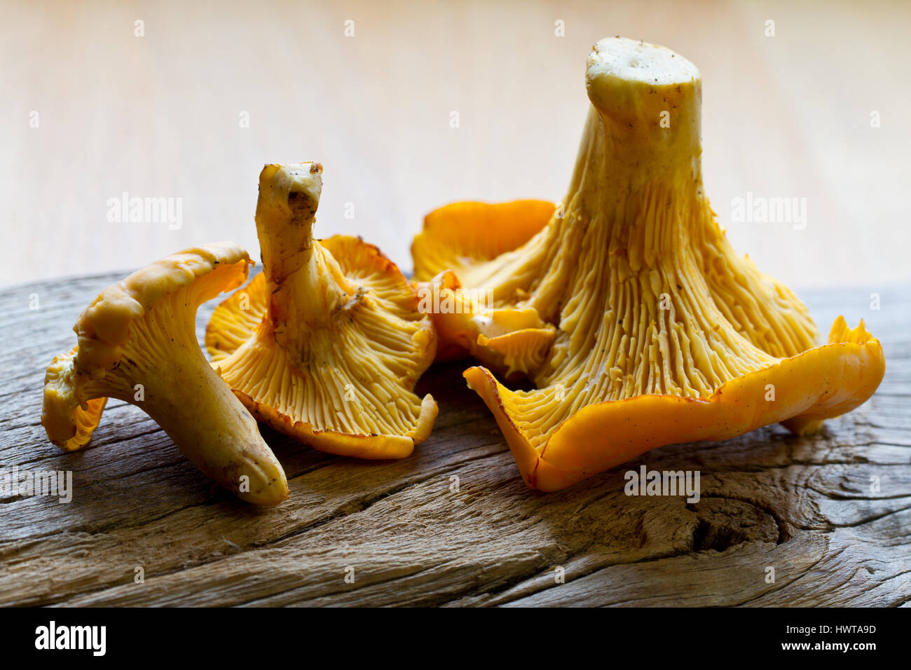 Pfifferlinge hi-res stock photography and images - Alamy