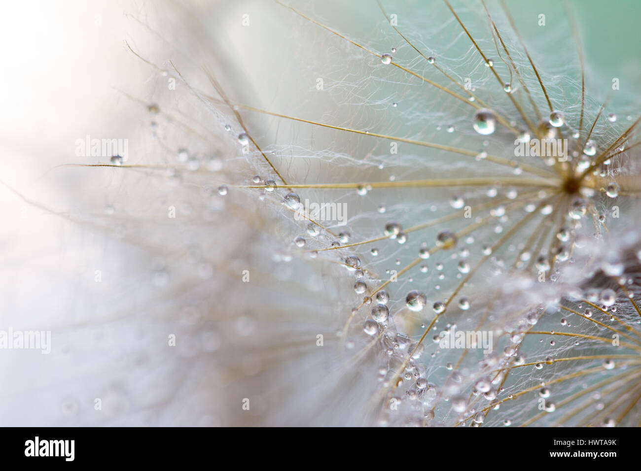 wet seeds background Stock Photo - Alamy