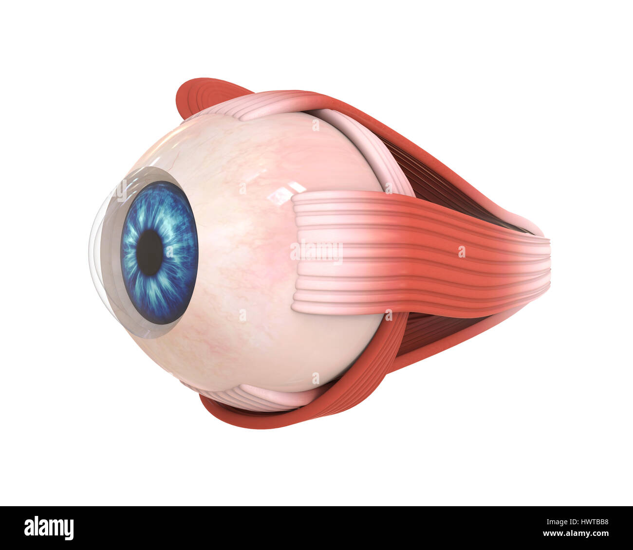 Human Eye Extraocular Muscles Stock Photo - Alamy