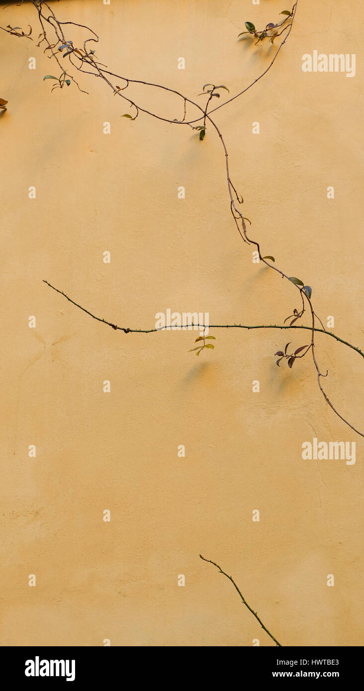 Vine powerpoint background hi-res stock photography and images - Alamy