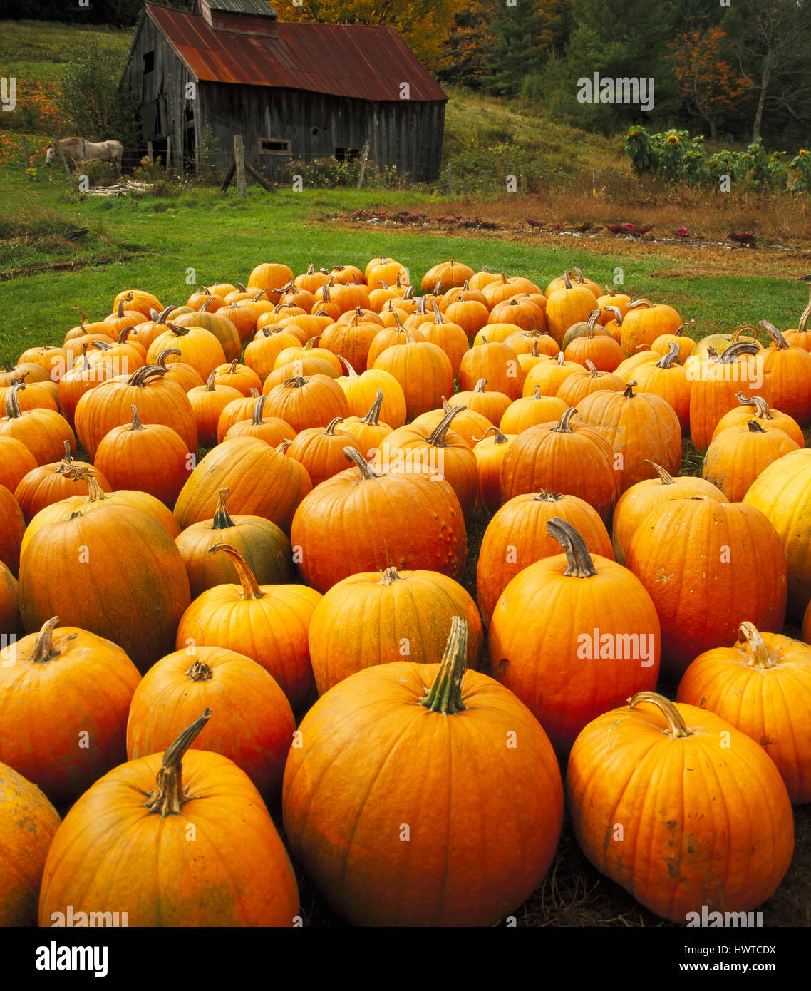 Vermont pumpkins hi-res stock photography and images - Alamy