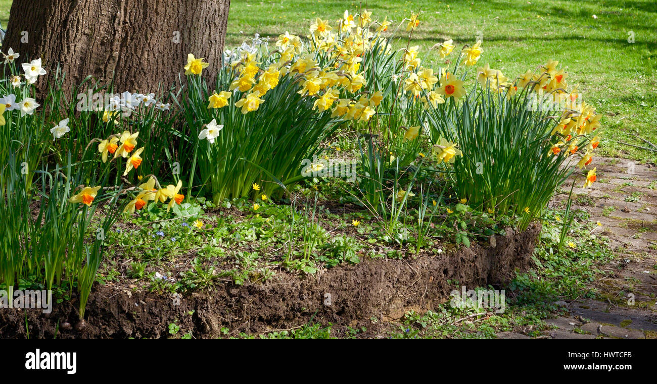 Daffodils in springtime landscape hi-res stock photography and images ...
