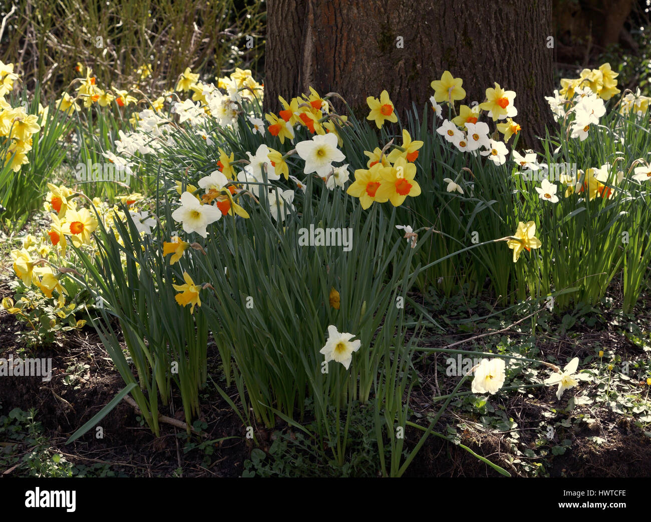 Springtime in english domestic garden hi-res stock photography and ...