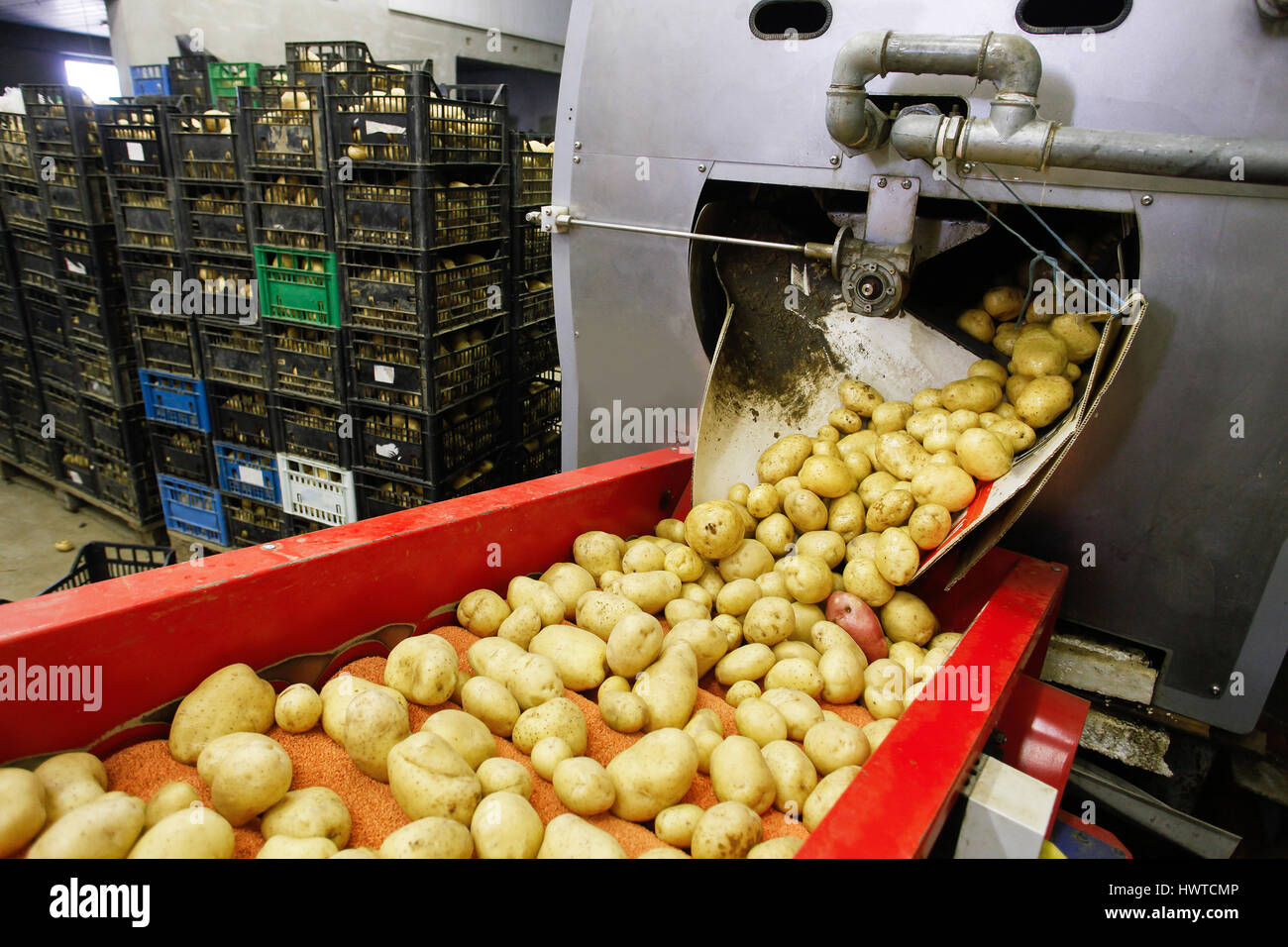 Cleaned potatoes on a conveyor belt, prepared for packing. Agribusiness ...