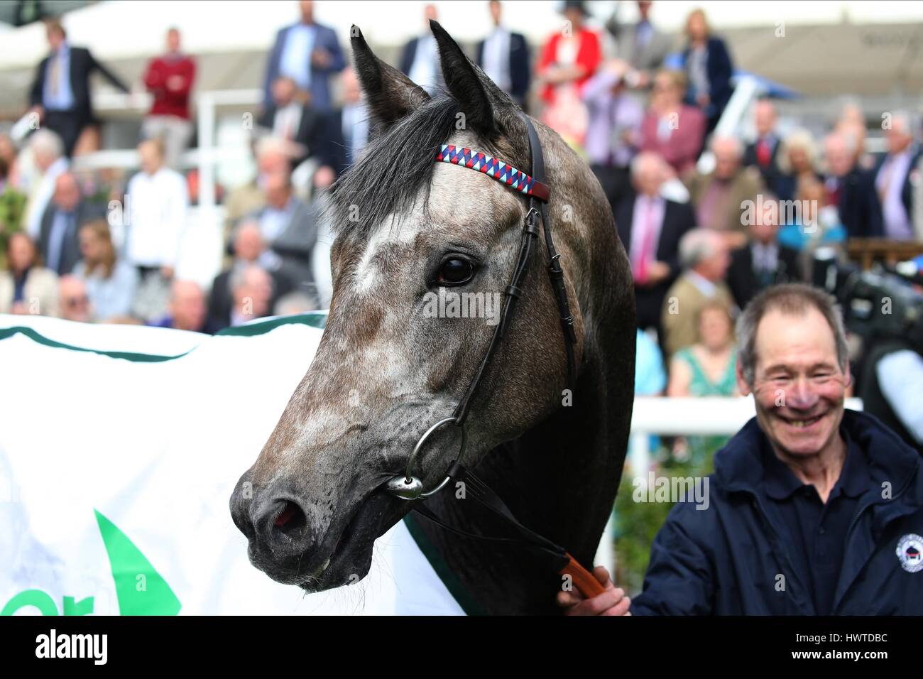 Horse race horse hi-res stock photography and images - Alamy