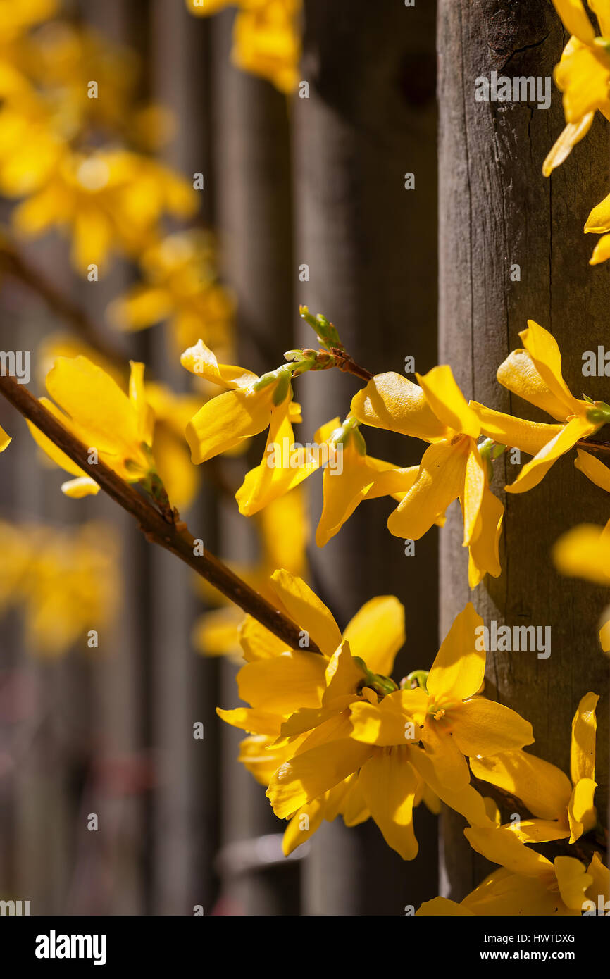 Rustic Forsythia Blooms