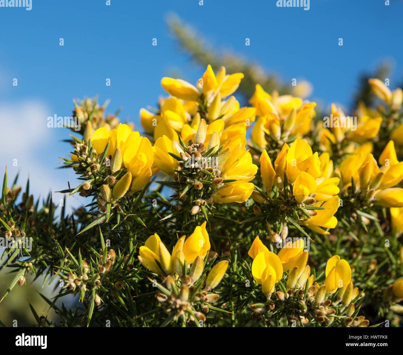 Gorse in Flower, blue sky at Douglas Head, Isle of Man Stock Photo - Alamy