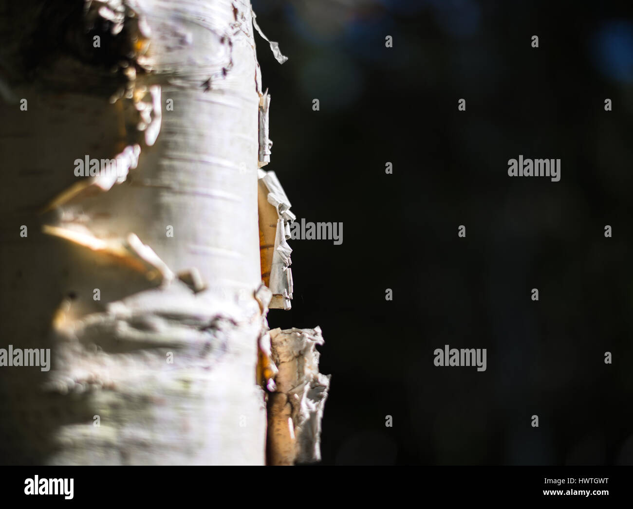 White bark tree hi-res stock photography and images - Alamy