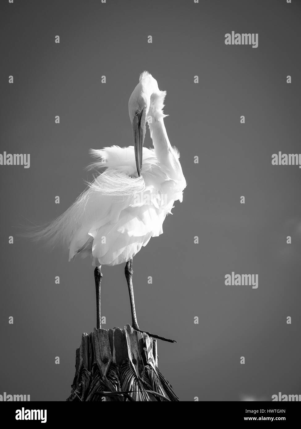 Birds in nature Stock Photo - Alamy