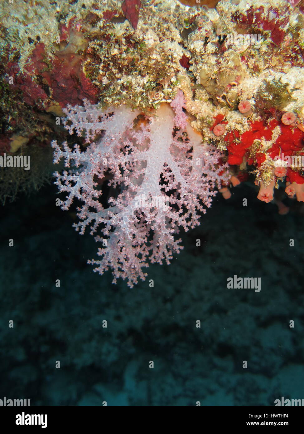 Pink soft coral Stock Photo - Alamy